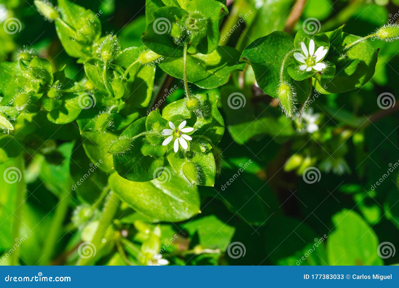Cerastium Diffusum Mouse Ear Flowers and Plant Stock Image - Image of ...