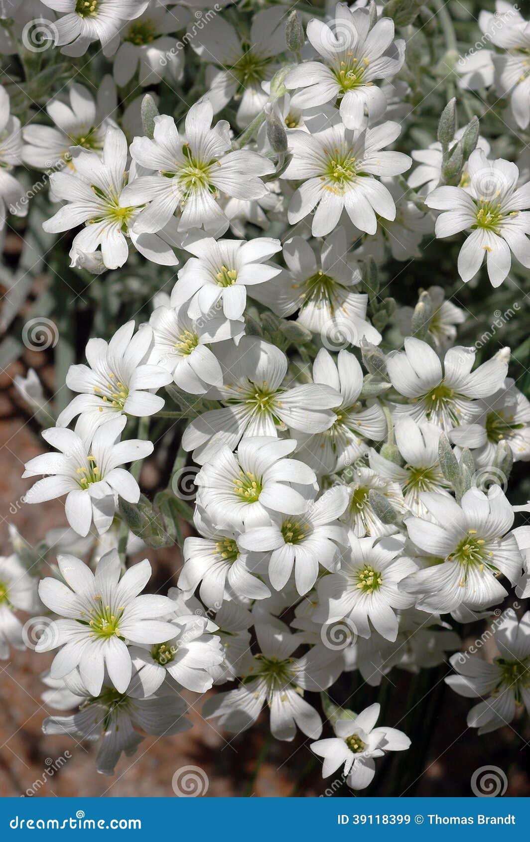 Cerastium Tomentosum imagen de archivo. Imagen de porciones - 39118399
