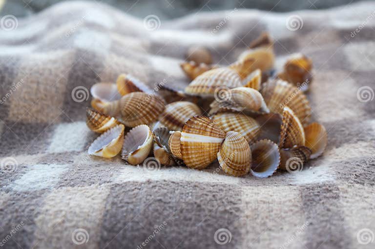 Cerastoderma Edule Common Cockle Empty Seashells on Sandy Beach ...