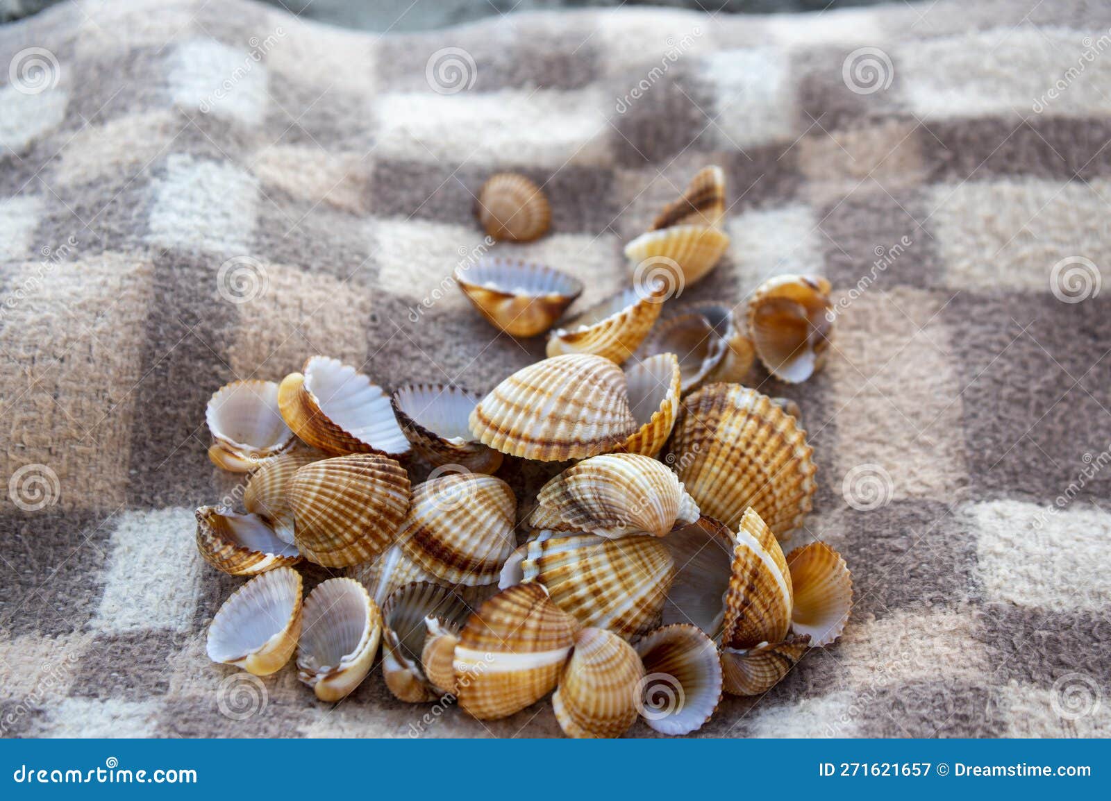 Cerastoderma Edule Common Cockle Empty Seashells on Sandy Beach ...
