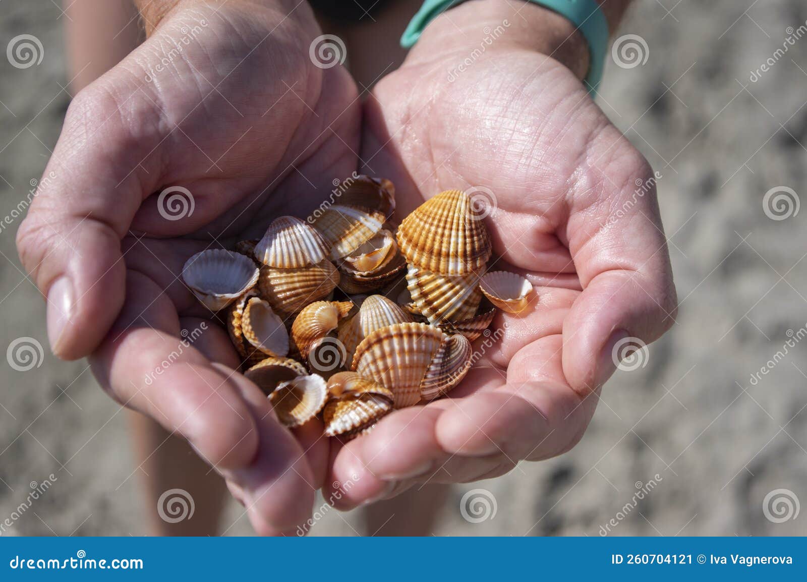 Cerastoderma Edule Common Cockle Empty Seashells on Sandy Beach ...