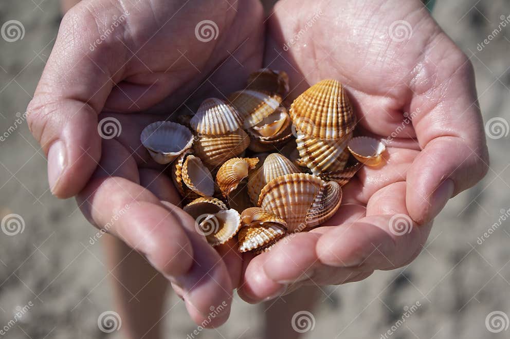 Cerastoderma Edule Common Cockle Empty Seashells on Sandy Beach ...