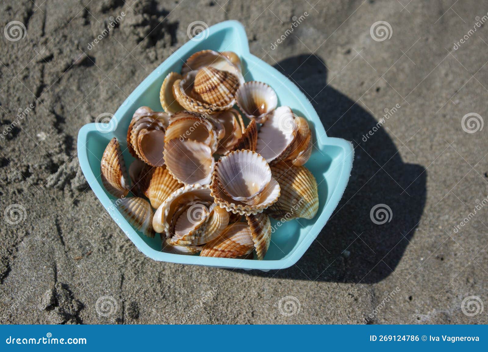 Cerastoderma Edule Common Cockle Empty Seashells on Sandy Beach ...