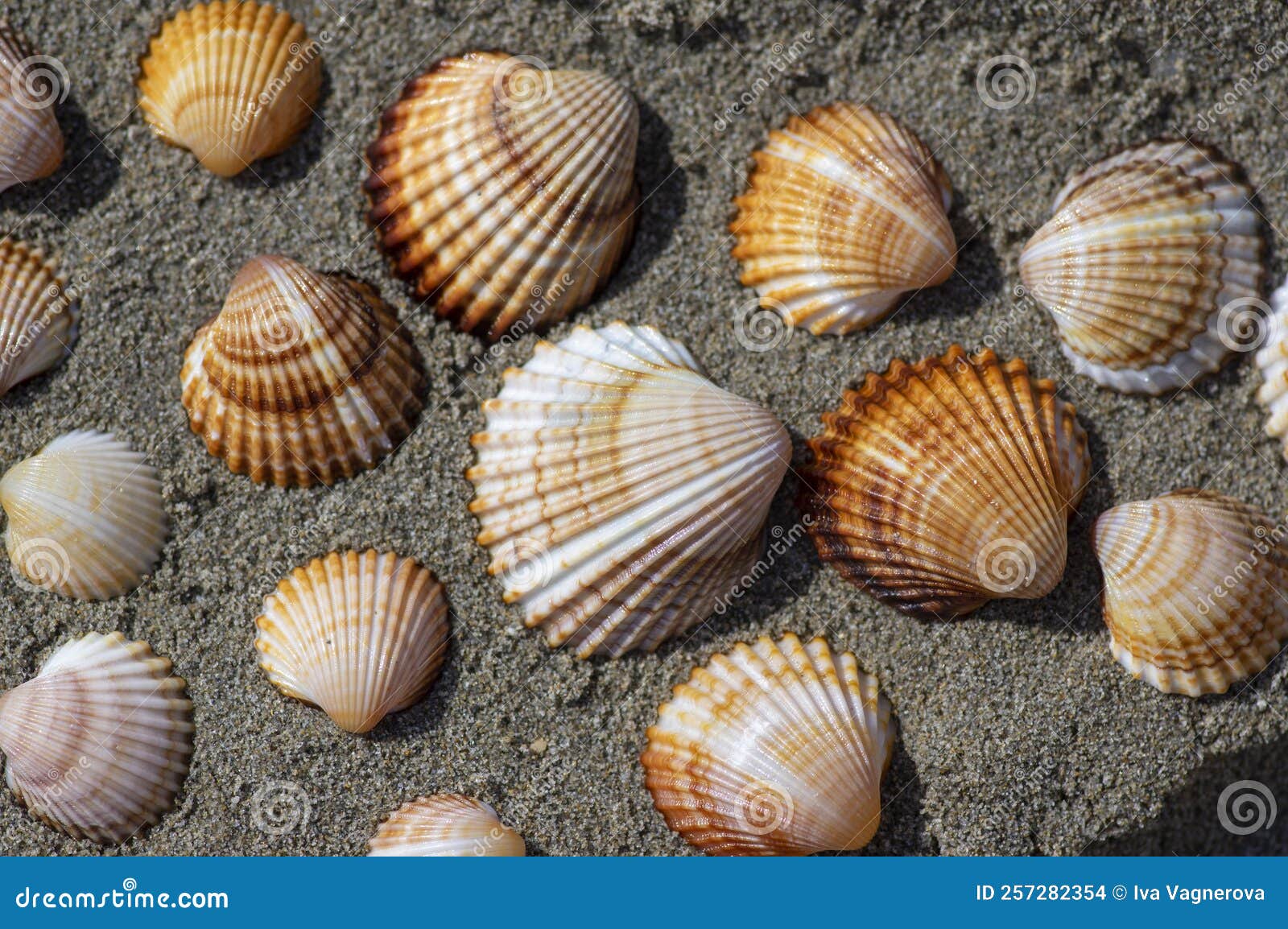 Cerastoderma Edule Common Cockle Empty Seashells on Sandy Beach ...