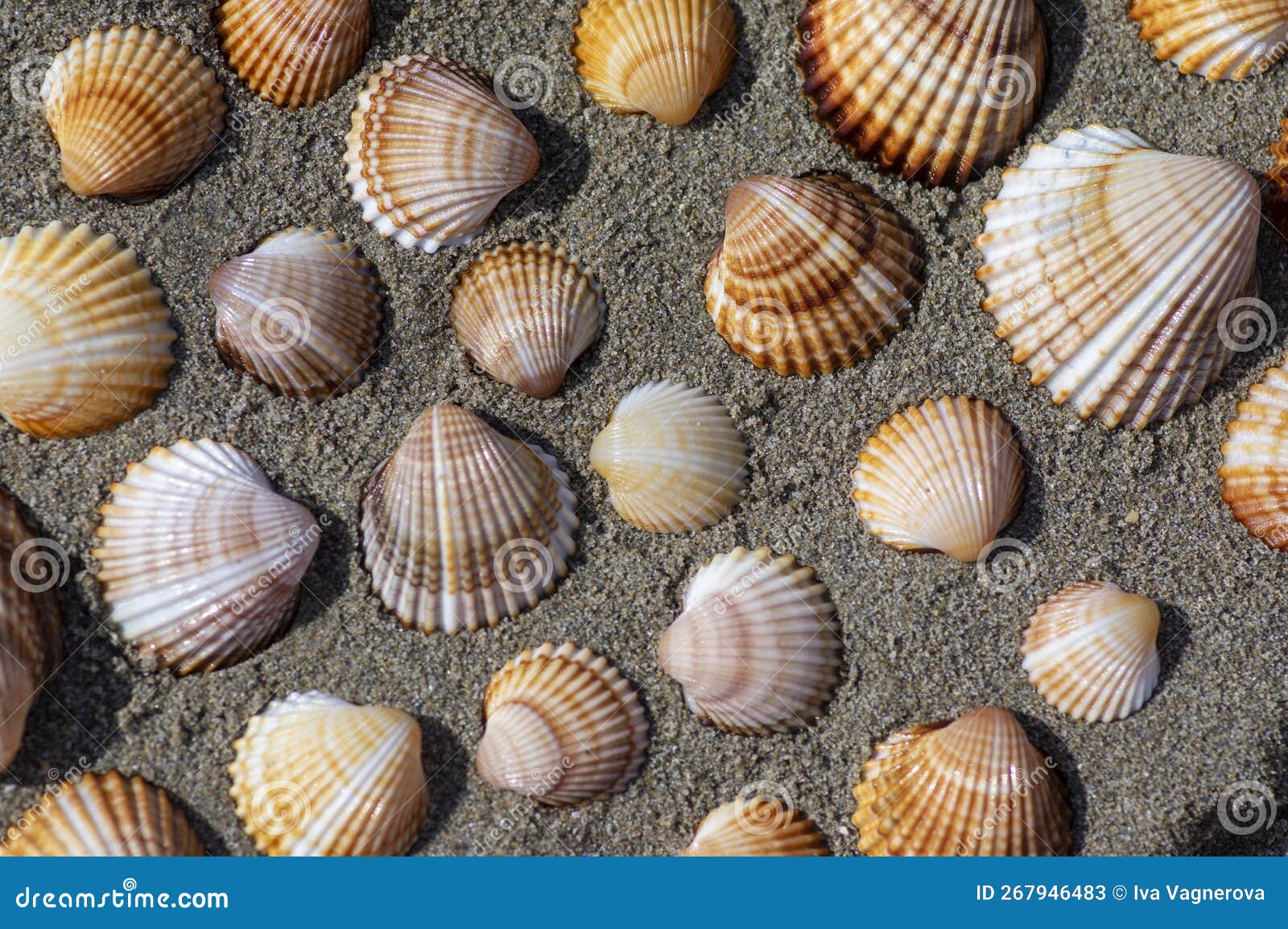 Cerastoderma Edule Common Cockle Empty Seashells on Sandy Beach ...