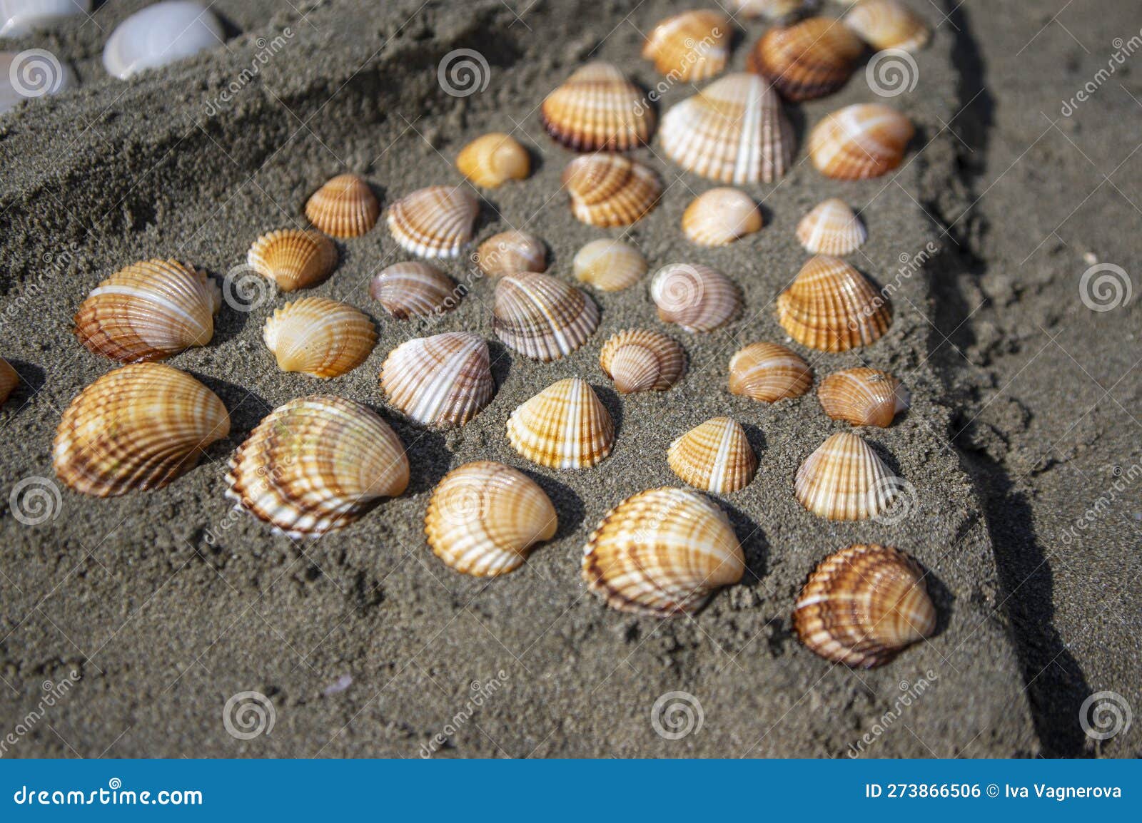 Cerastoderma Edule Common Cockle Empty Seashells on Sandy Beach ...