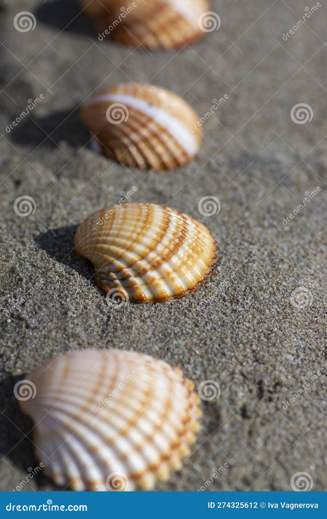 Cerastoderma Edule Common Cockle Empty Seashells on Sandy Beach ...