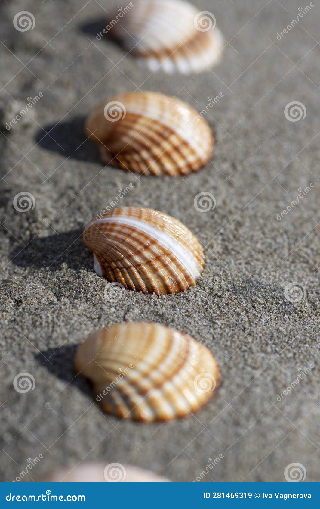Cerastoderma Edule Common Cockle Empty Seashells on Sandy Beach ...
