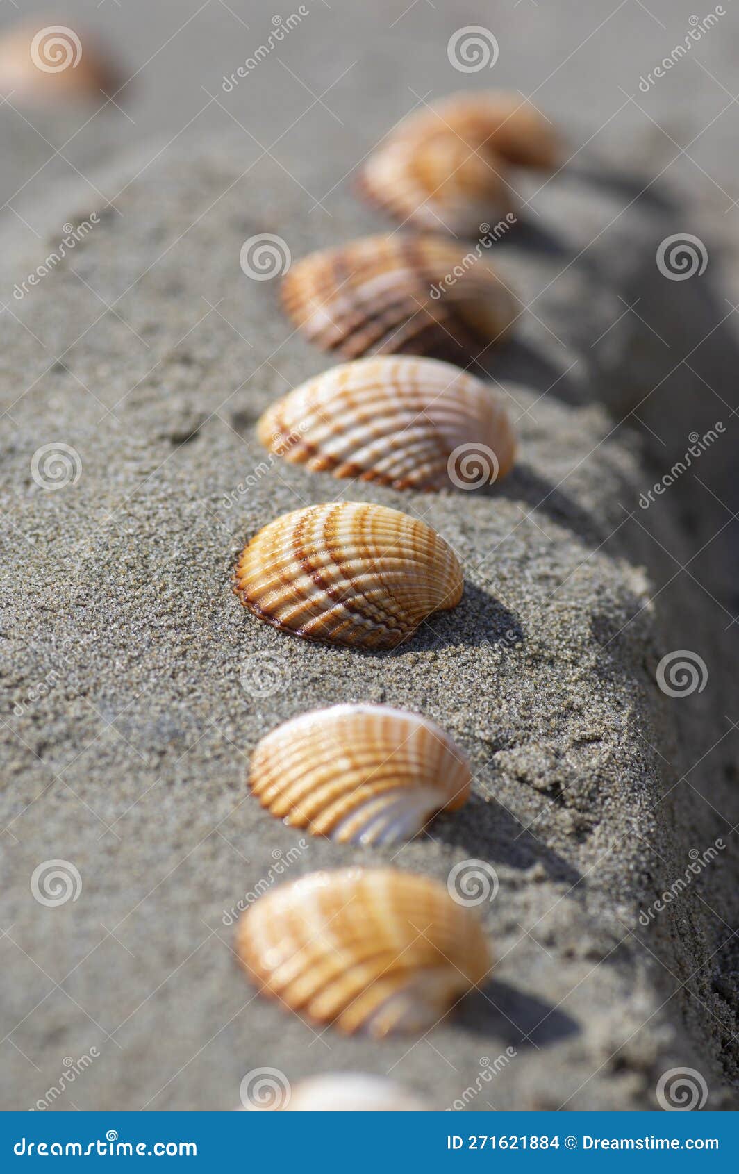 Cerastoderma Edule Common Cockle Empty Seashells on Sandy Beach ...