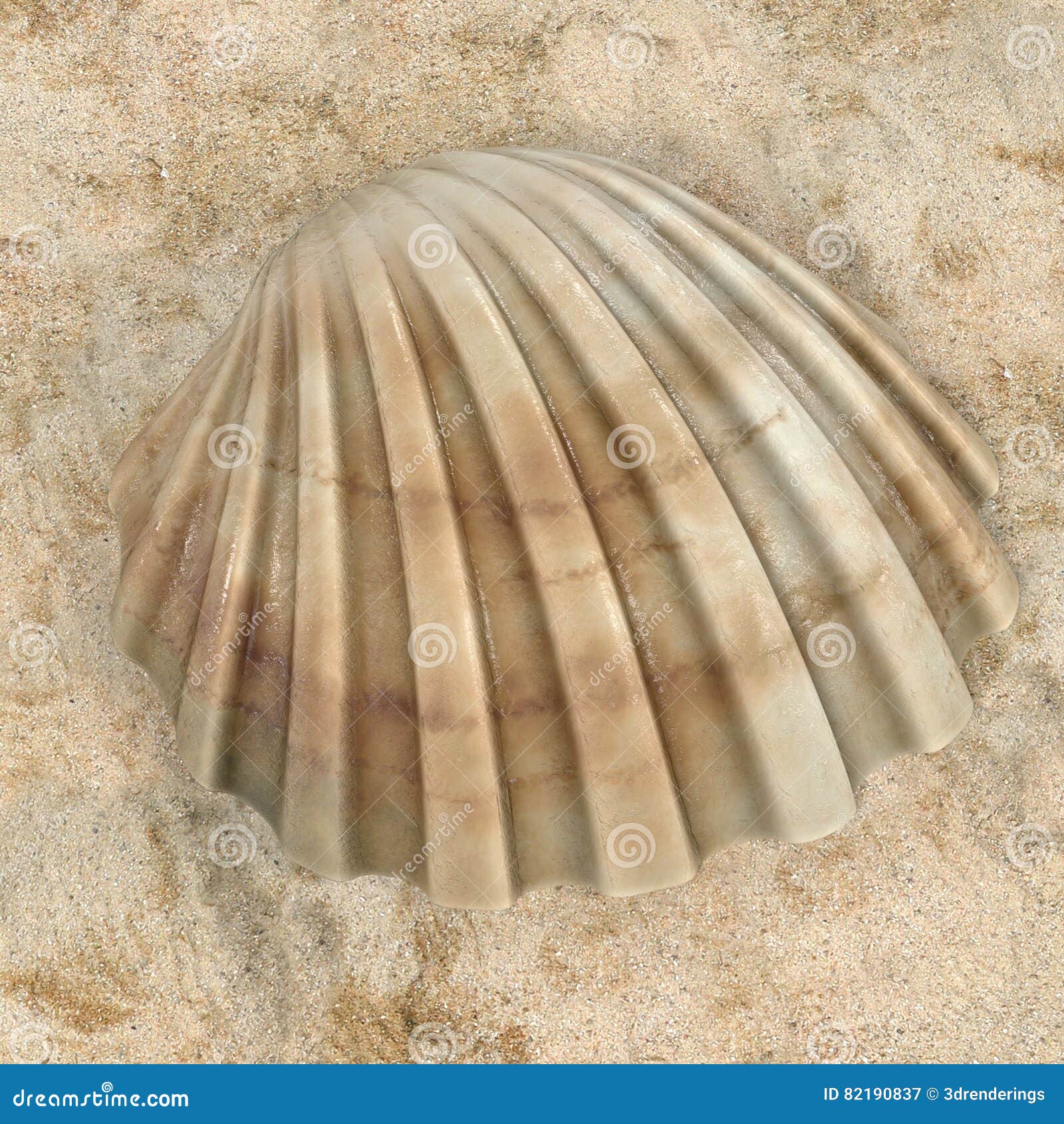 Cerastoderma Edule Common Cockle Stock Illustration - Illustration of ...