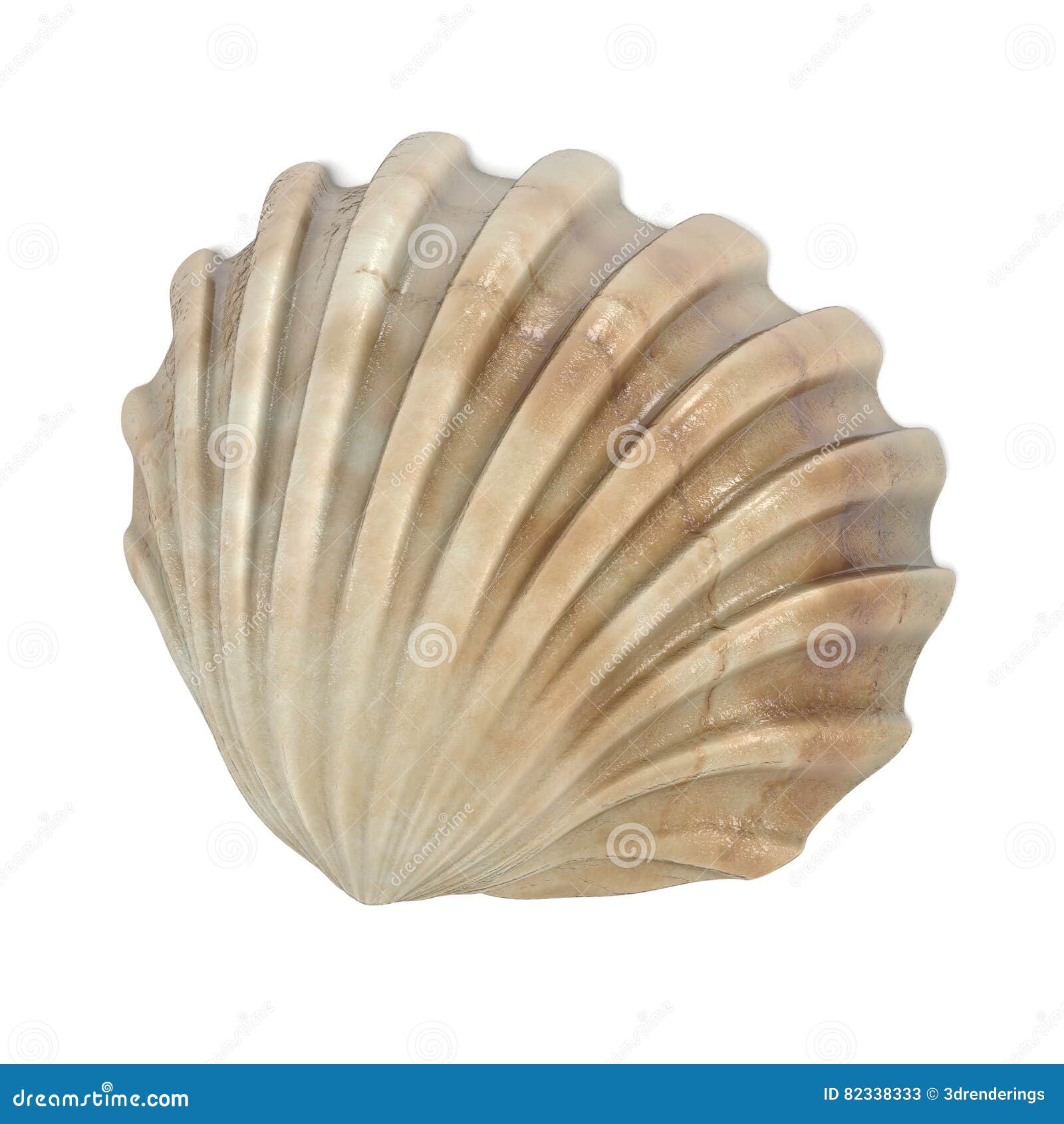 Cerastoderma Edule Common Cockle Stock Illustration - Illustration of ...