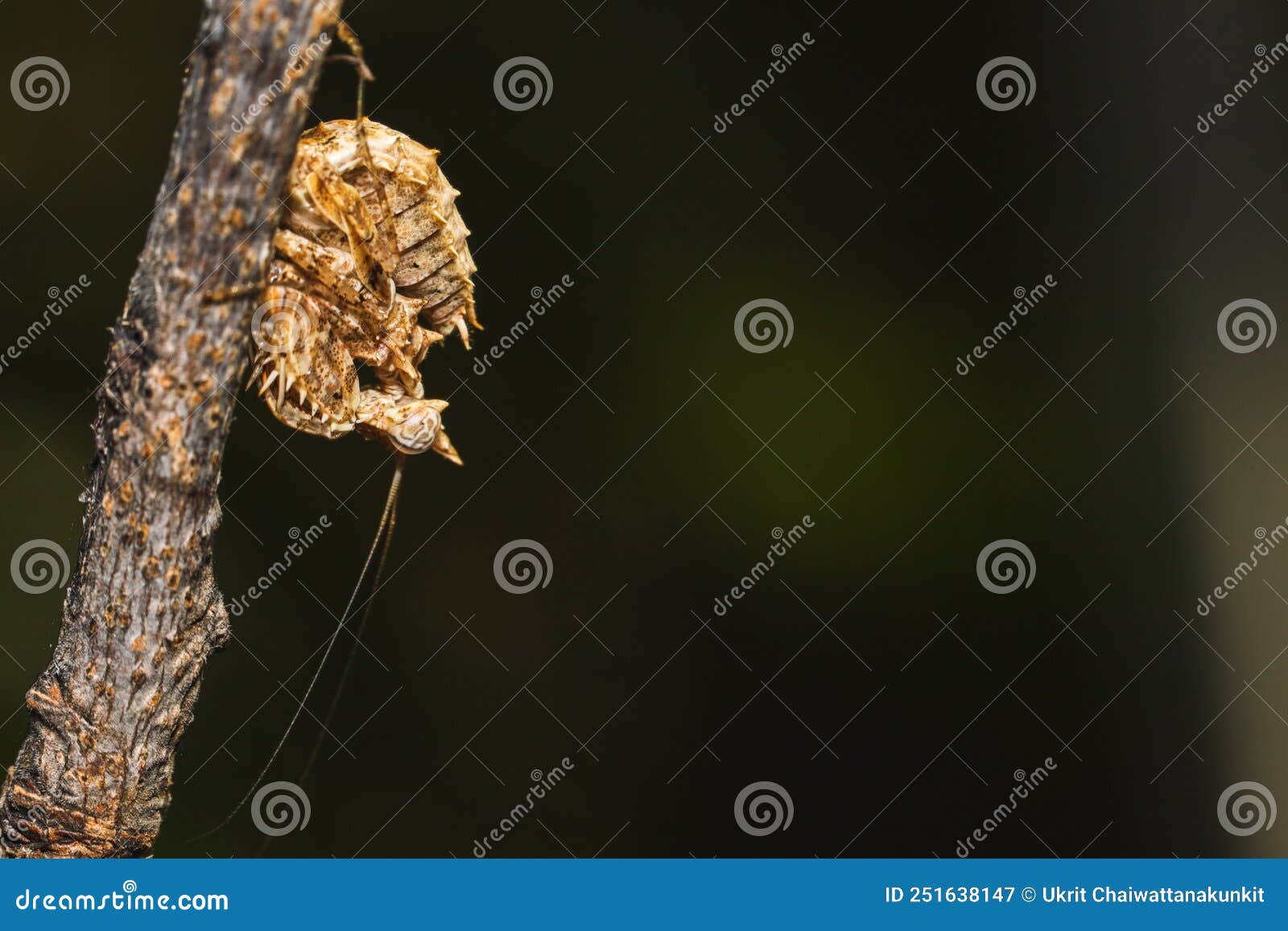 Ceratomantis Saussurii. Praying Mantis on the Branch Stock Image ...