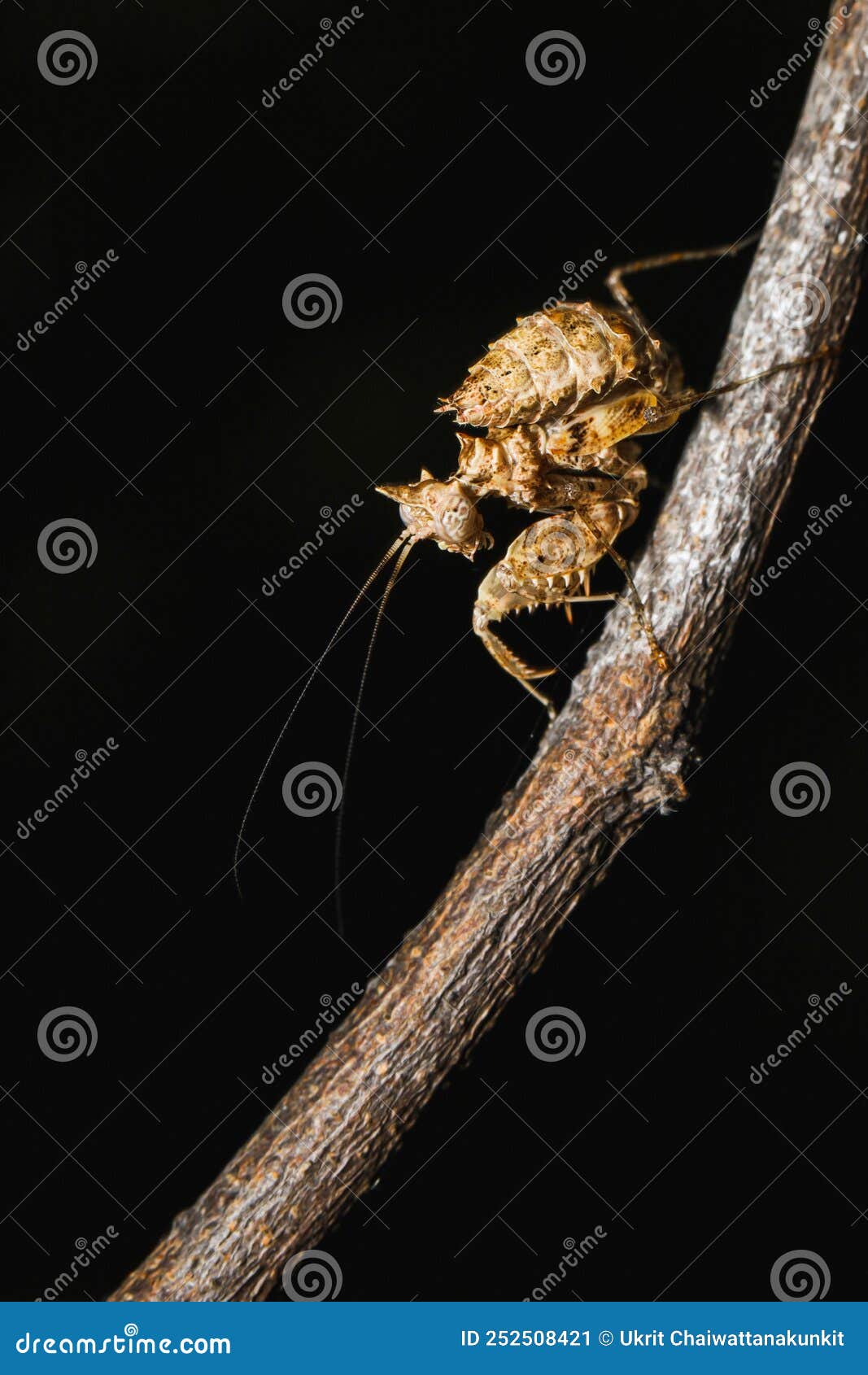 Ceratomantis Saussurii. Horned Mantis Nymph Stock Image - Image of ...