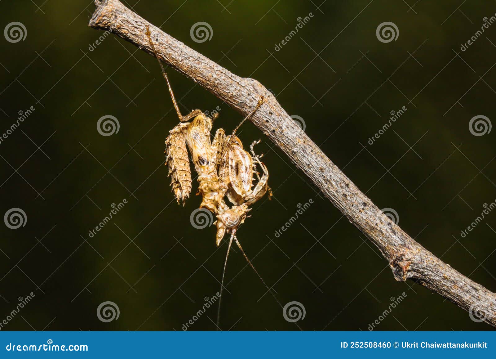 Ceratomantis Saussurii. Praying Mantis on the Branch Stock Photo ...
