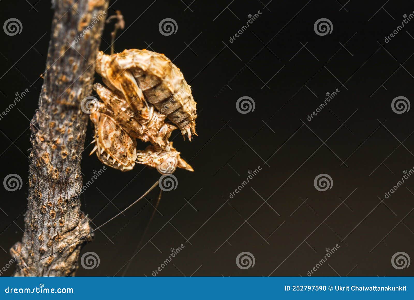 Unicorn Mantis. Ceratomantis Saussurii Stock Photo - Image of mantis ...