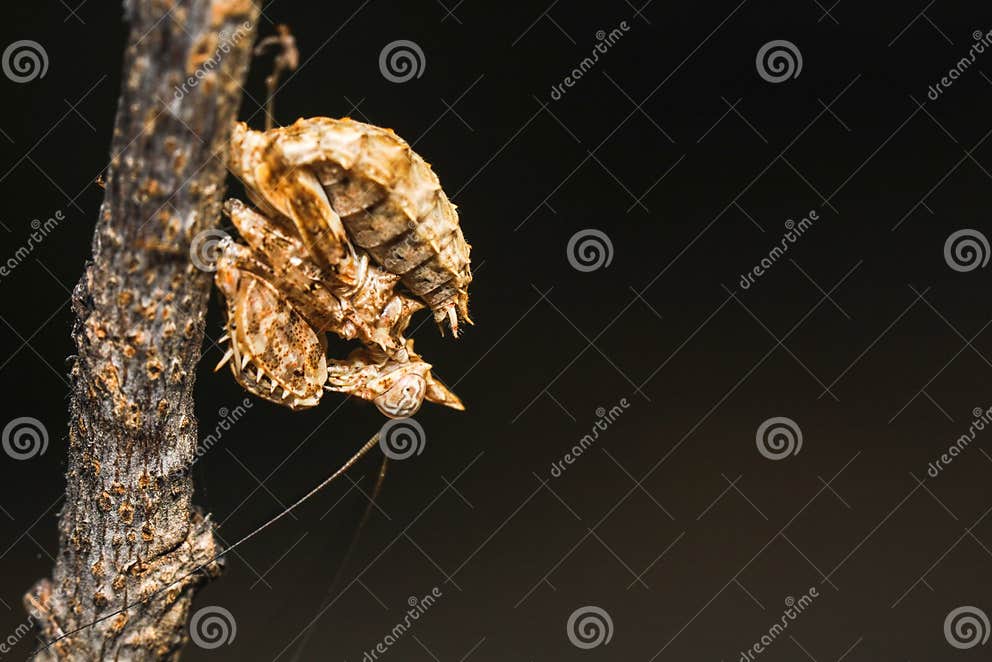 Unicorn Mantis. Ceratomantis Saussurii Stock Photo - Image of mantis ...