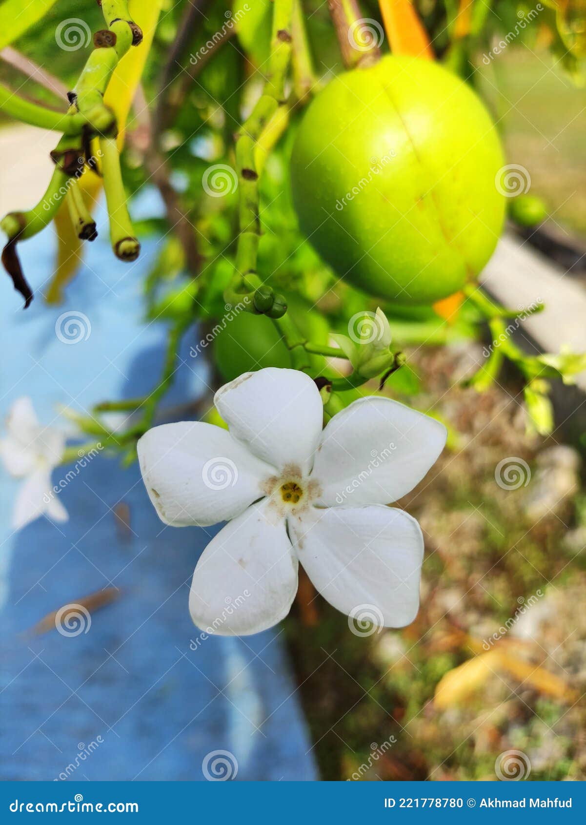 Cerbera Manghas is a Tree that Has Dangerous Fruit Stock Photo - Image ...