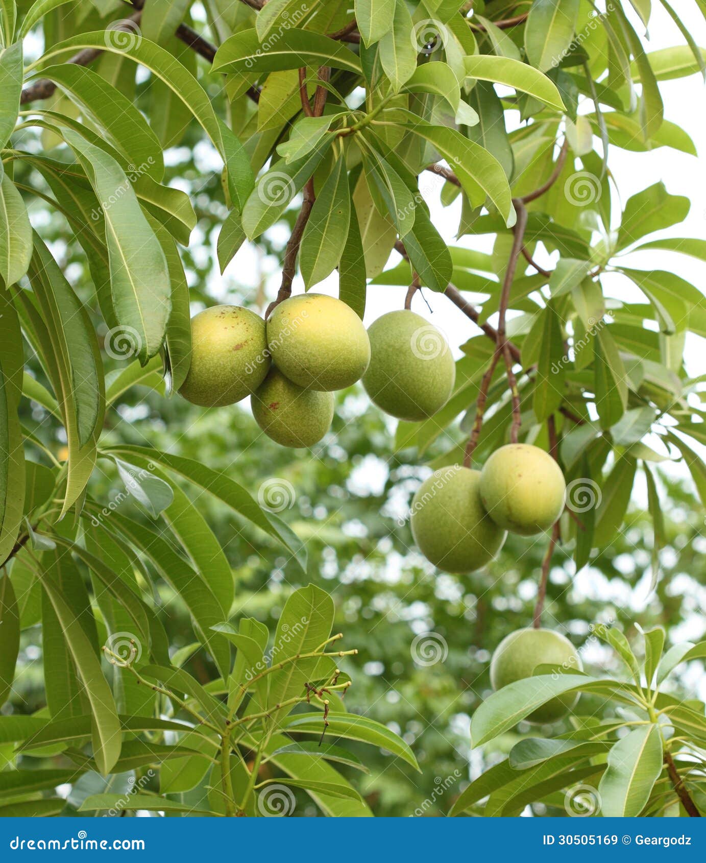Cerbera Oddloam Fruit on Tree Stock Image - Image of bloom, famentana ...