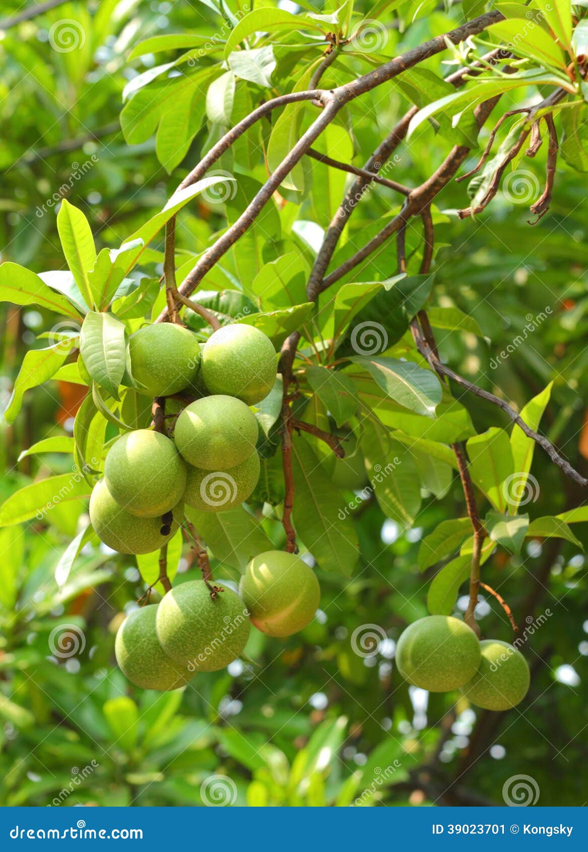 Cerbera oddloam fruit stock image. Image of mango, beautiful - 39023701