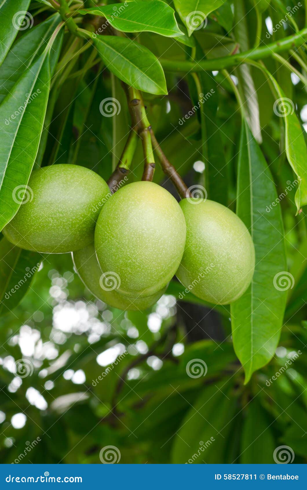 Cerbera oddloam fruit stock image. Image of spring, stem - 58527811