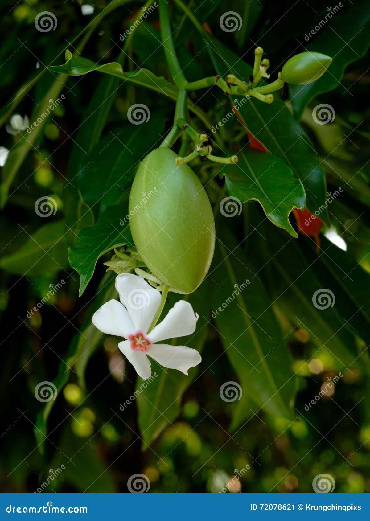 Cerbera oddloam fruit stock image. Image of beauty, natural - 72078621