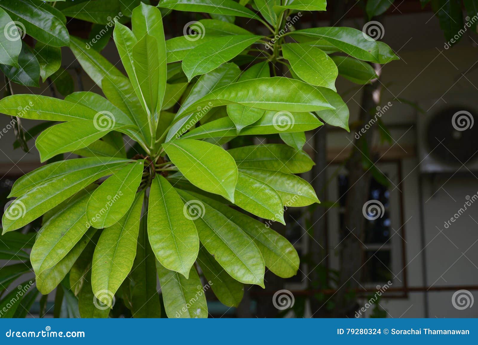 Cerbera odollam stock photo. Image of tree, beautiful - 79280324