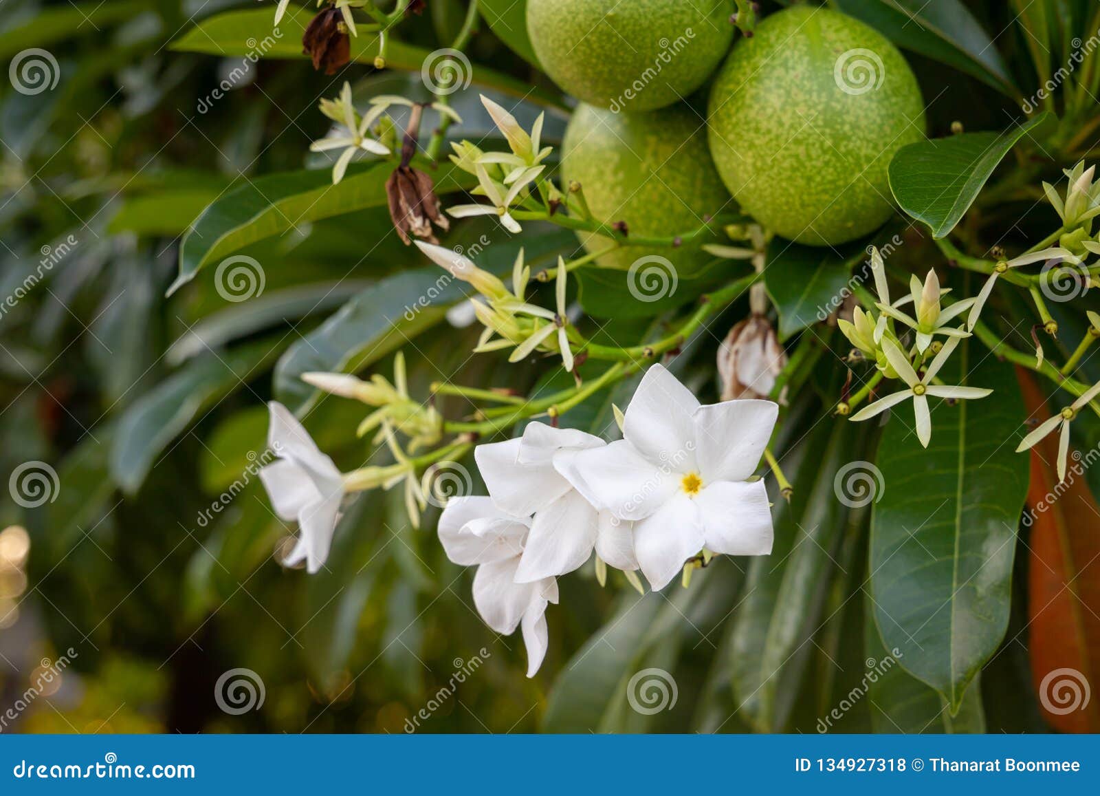 Cerbera odollam stock photo. Image of beauty, gaertn - 134927318