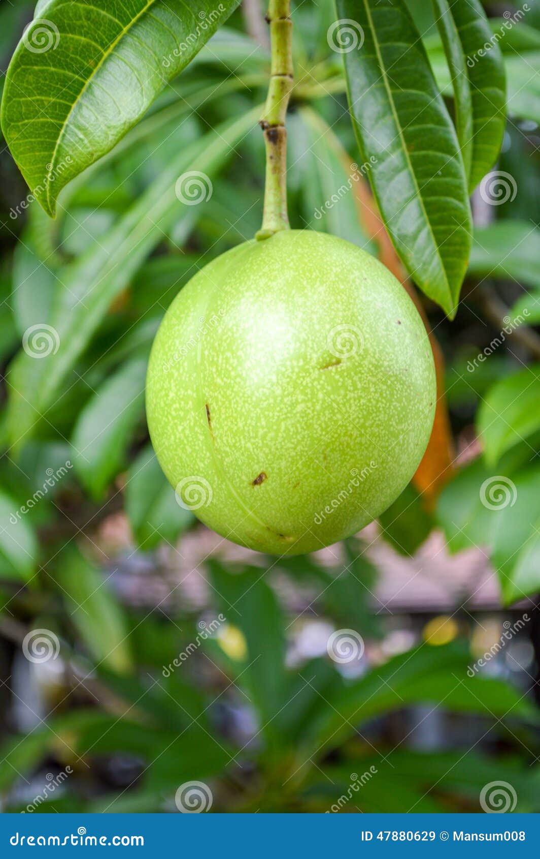 Cerbera Odollam Gaertn Tree Stock Image - Image of leaf, garden: 47880629