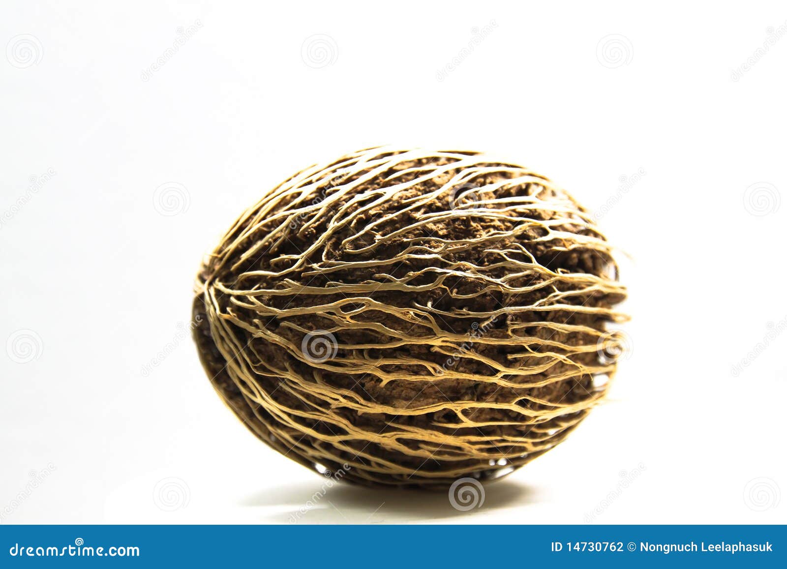 Cerbera Odollam , Seed Ball Stock Photo - Image of closeup, plant: 14730762