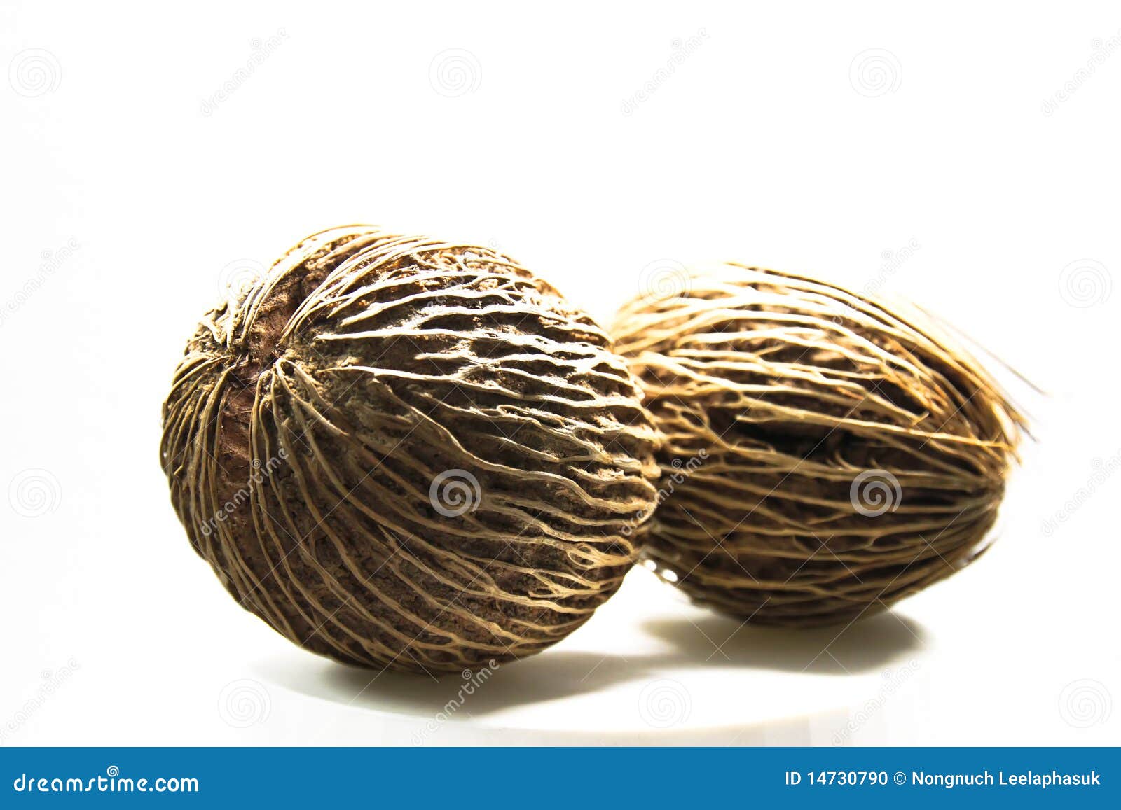 Cerbera Odollam , Seed Ball Stock Photo - Image of surface, yellow ...