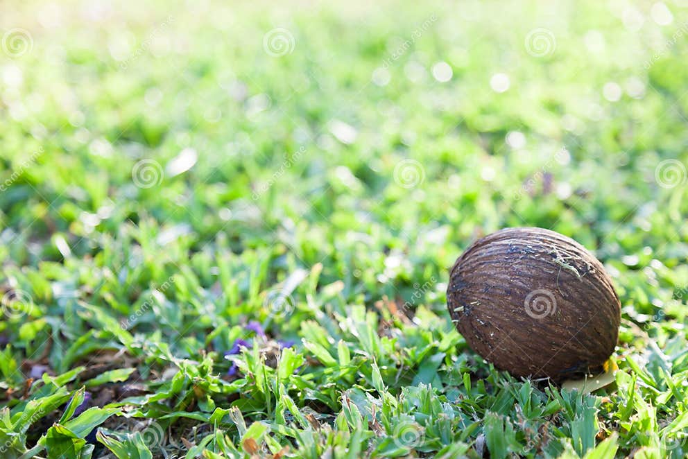 Cerbera odollam seed stock image. Image of odollam, othalanga - 91514825