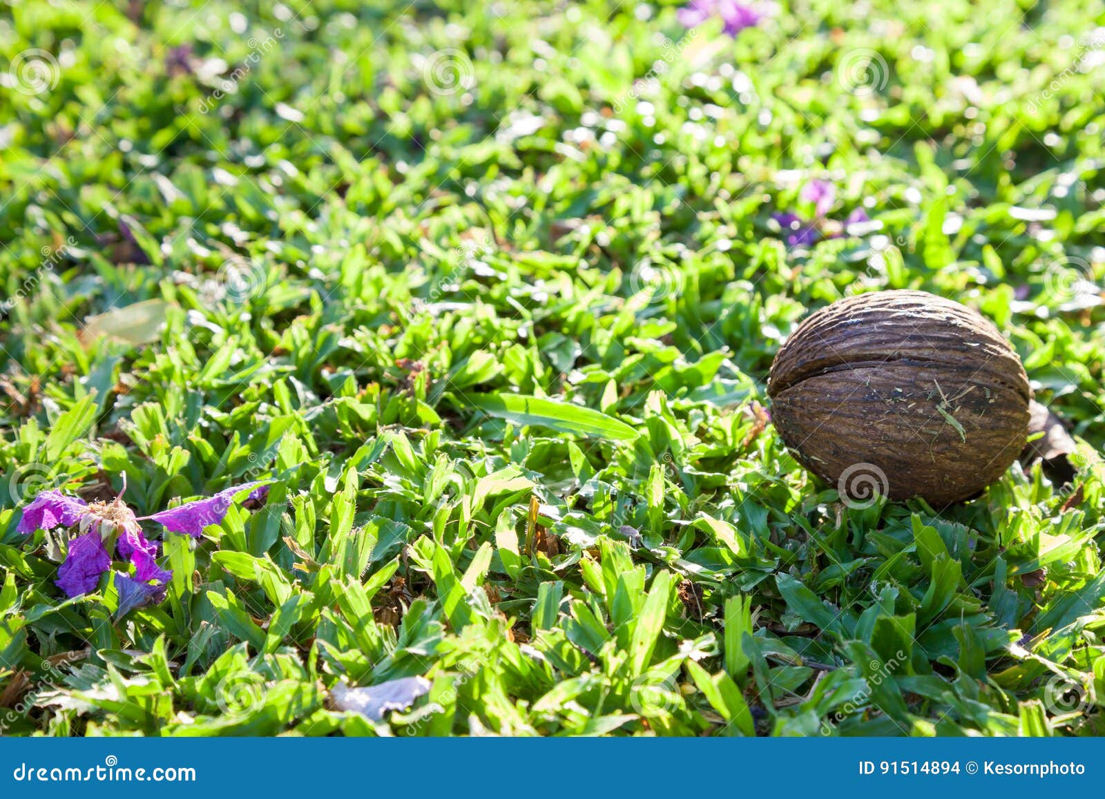 Cerbera odollam seed stock photo. Image of line, nature - 91514894