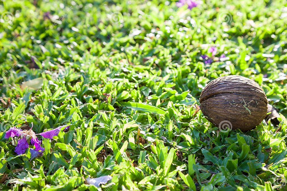 Cerbera odollam seed stock photo. Image of line, nature - 91514894