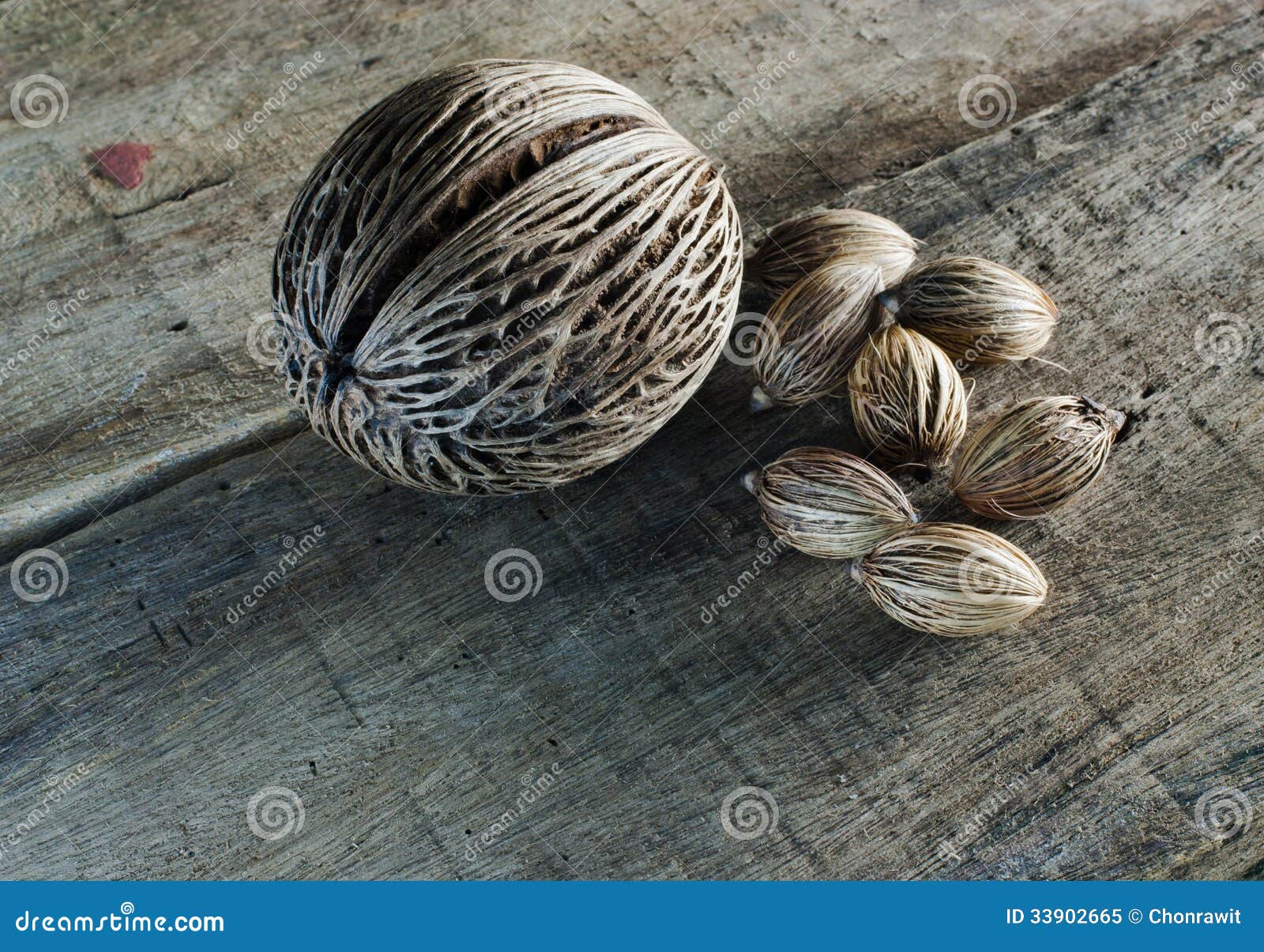 Cerbera odollam seed stock image. Image of kattu, nyan - 33902665