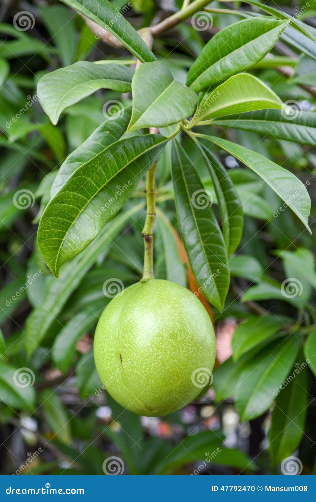 Cerbera odollam tree stock photo. Image of palnts, cerbera - 47792470