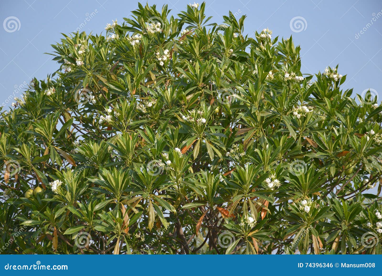 Cerbera odollam tree stock photo. Image of limb, flora - 74396346
