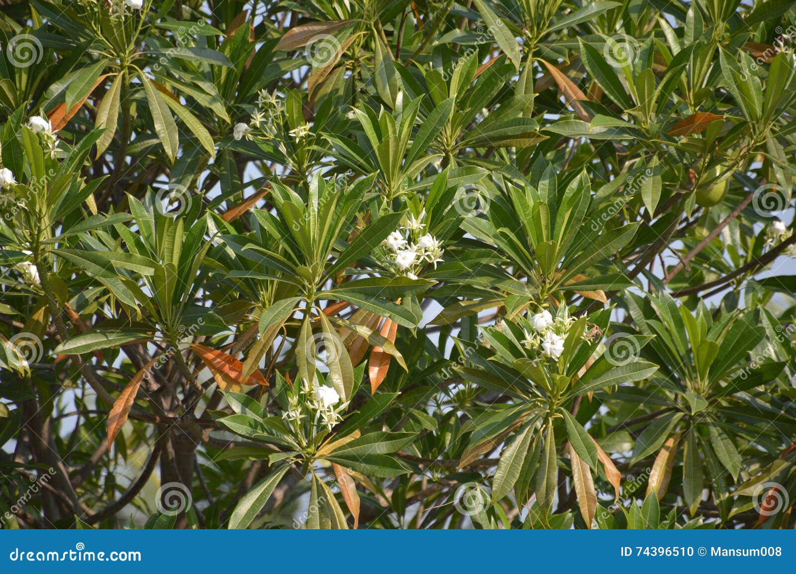 Cerbera odollam tree stock photo. Image of cerbera, green - 74396510