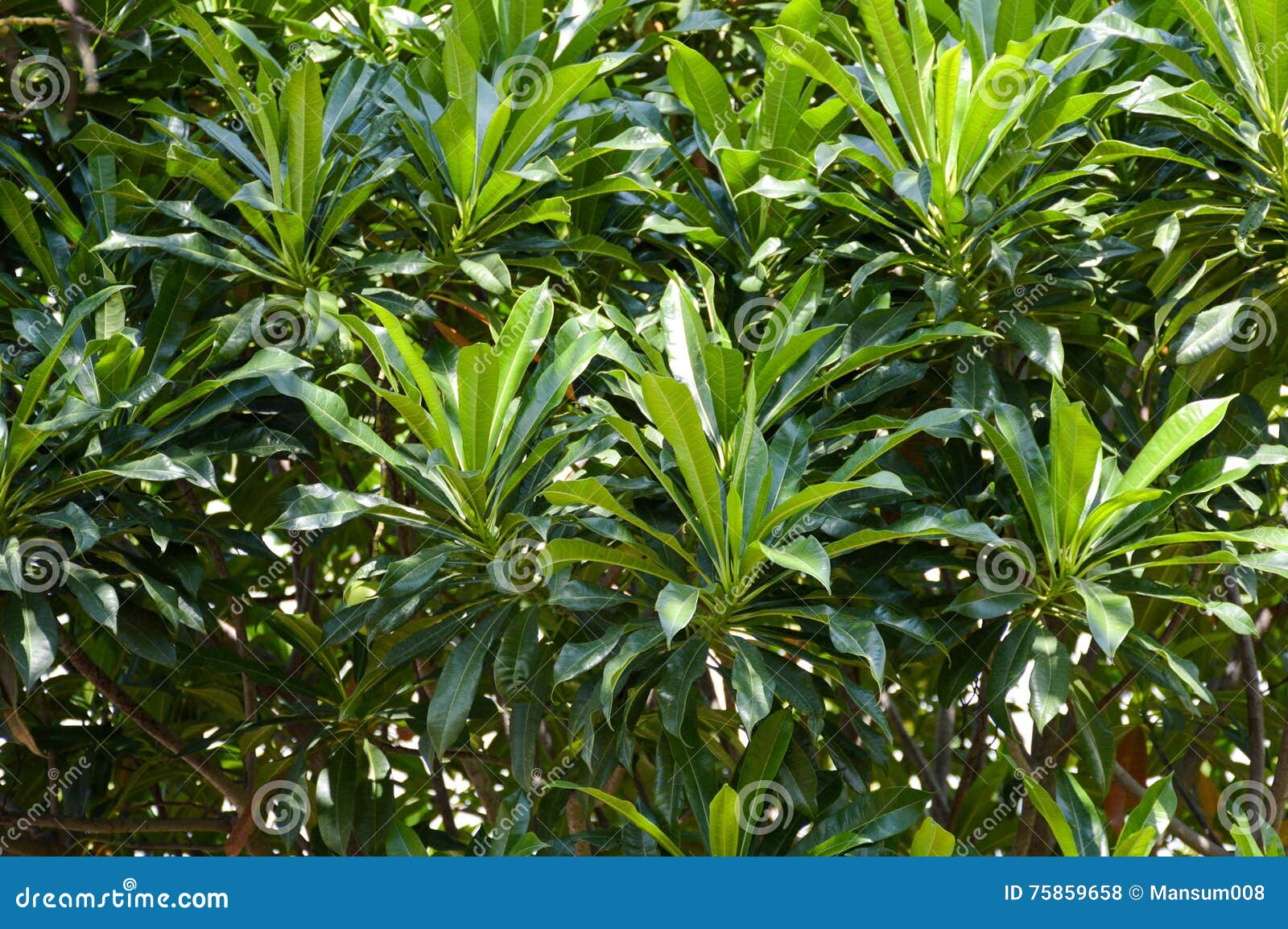 Cerbera odollam tree stock photo. Image of tree, cerbera - 75859658