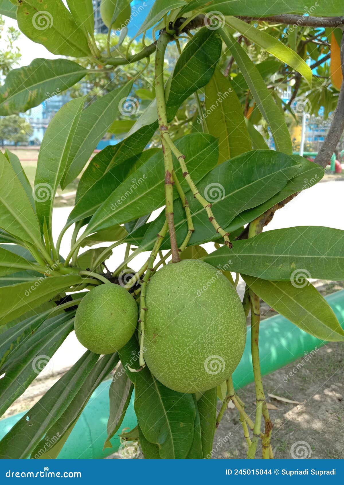 Cerberus Odolam or Cerbera Odollam Fruit Stock Photo - Image of ...