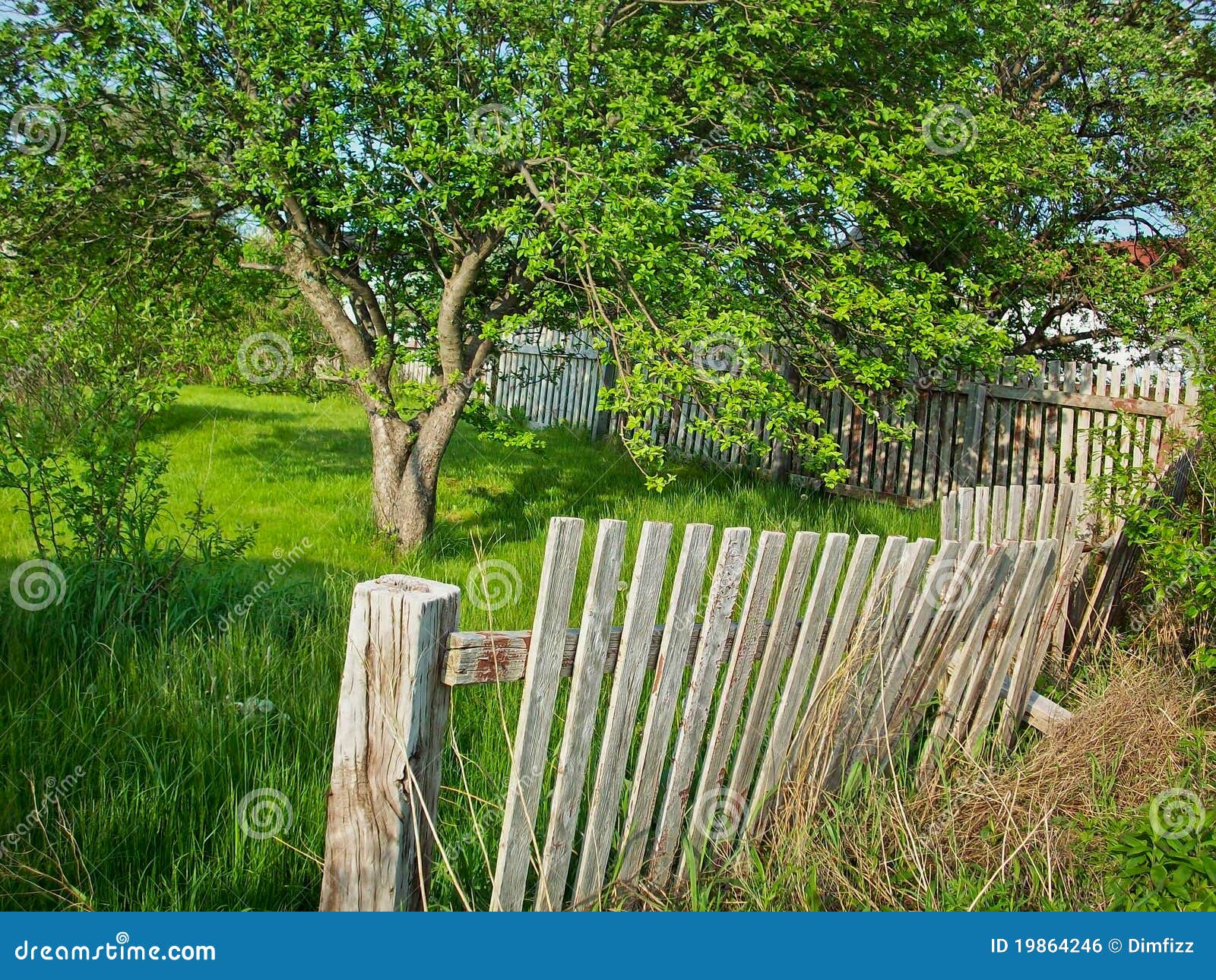 Cerca rota árbol hermoso foto de archivo. Imagen de vivir - 19864246