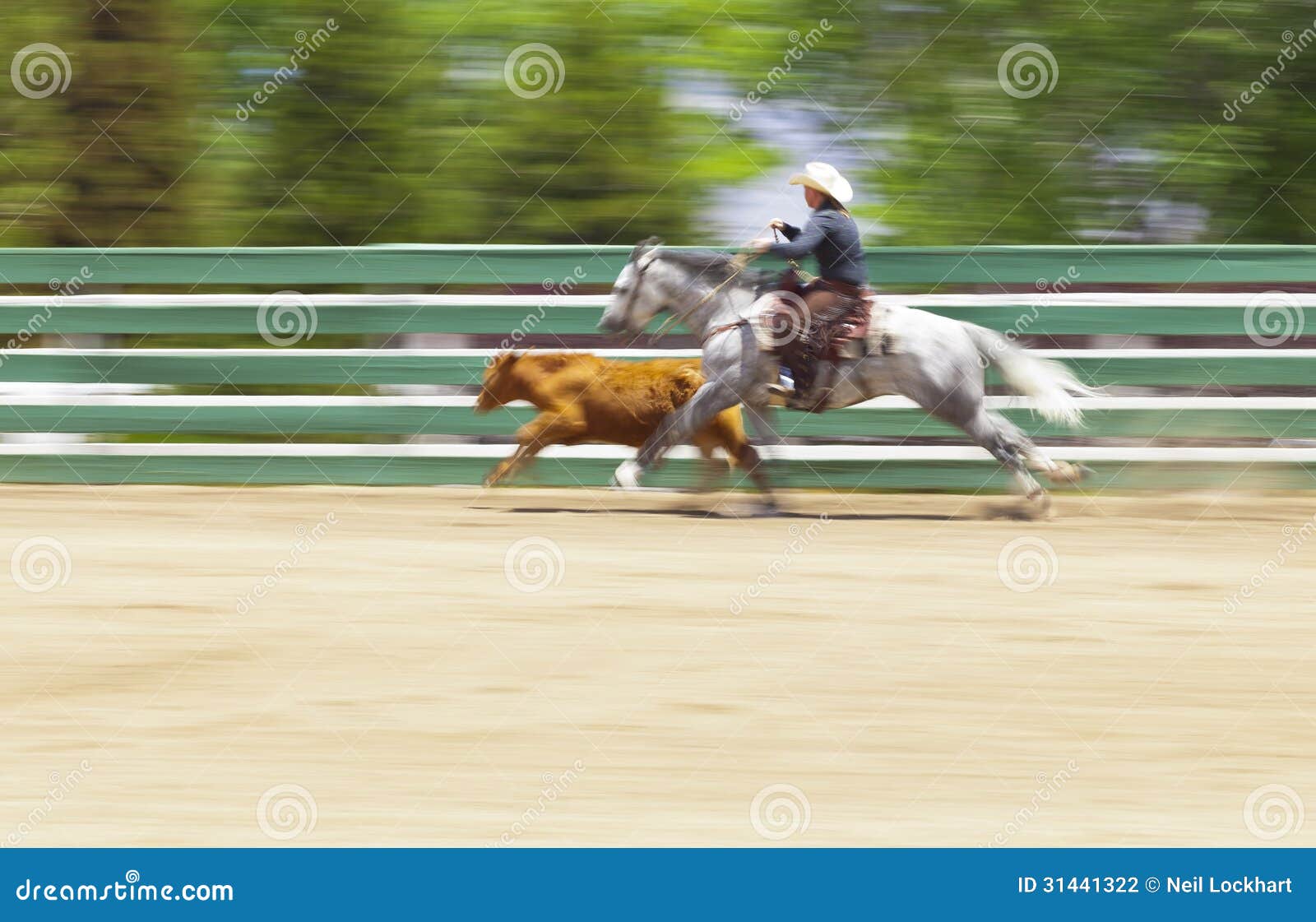 Cerca Work Horse y vaca fotografía editorial. Imagen de corriendo ...