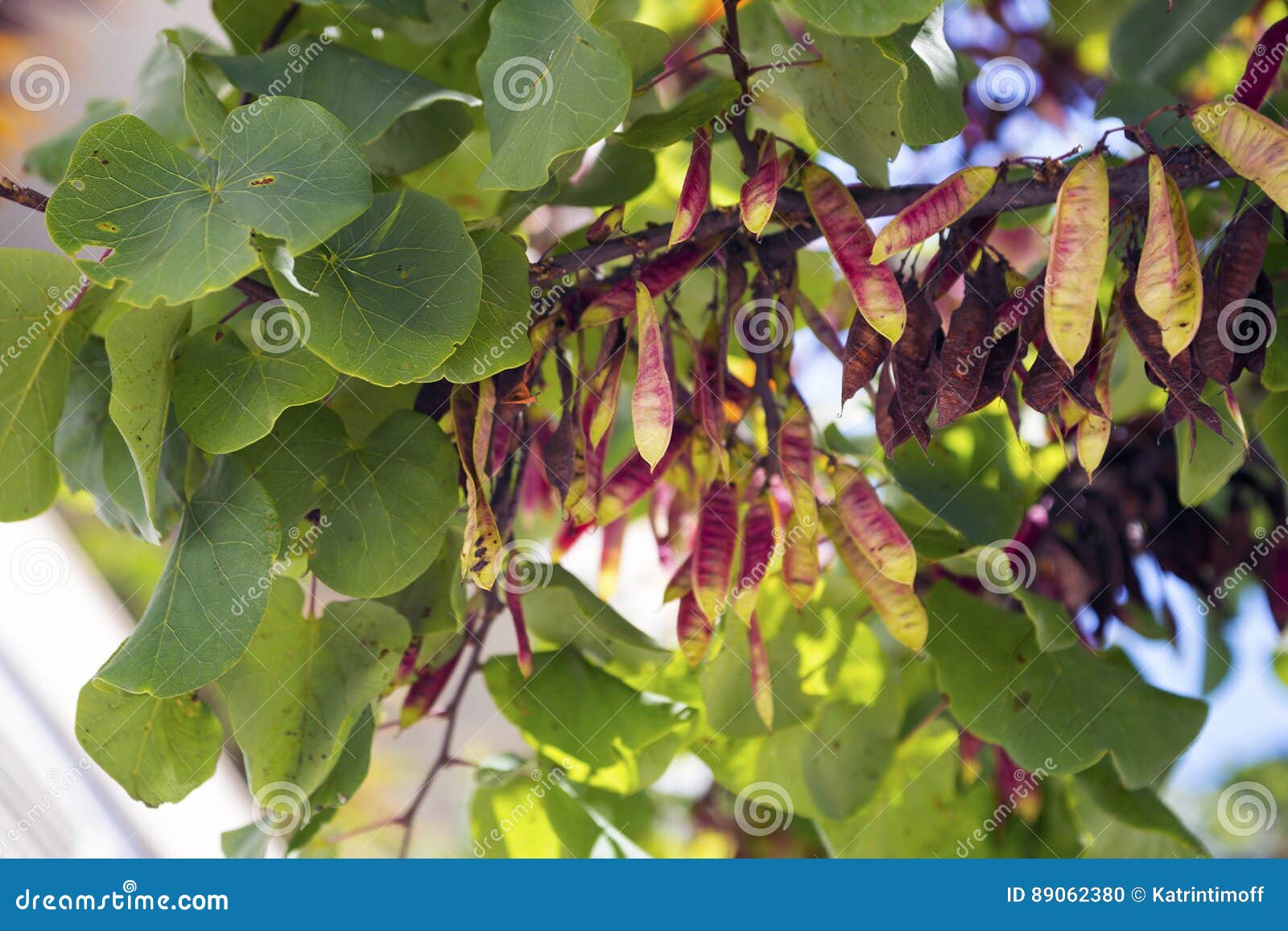 Cercis bush branch stock photo. Image of pink, canadensis - 89062380