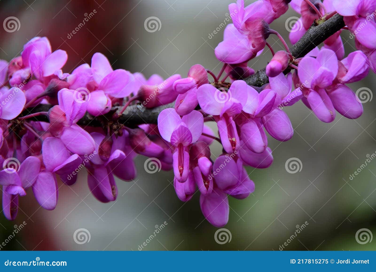 Cercis Canadensis, the Eastern Redbud Stock Image - Image of beautiful ...