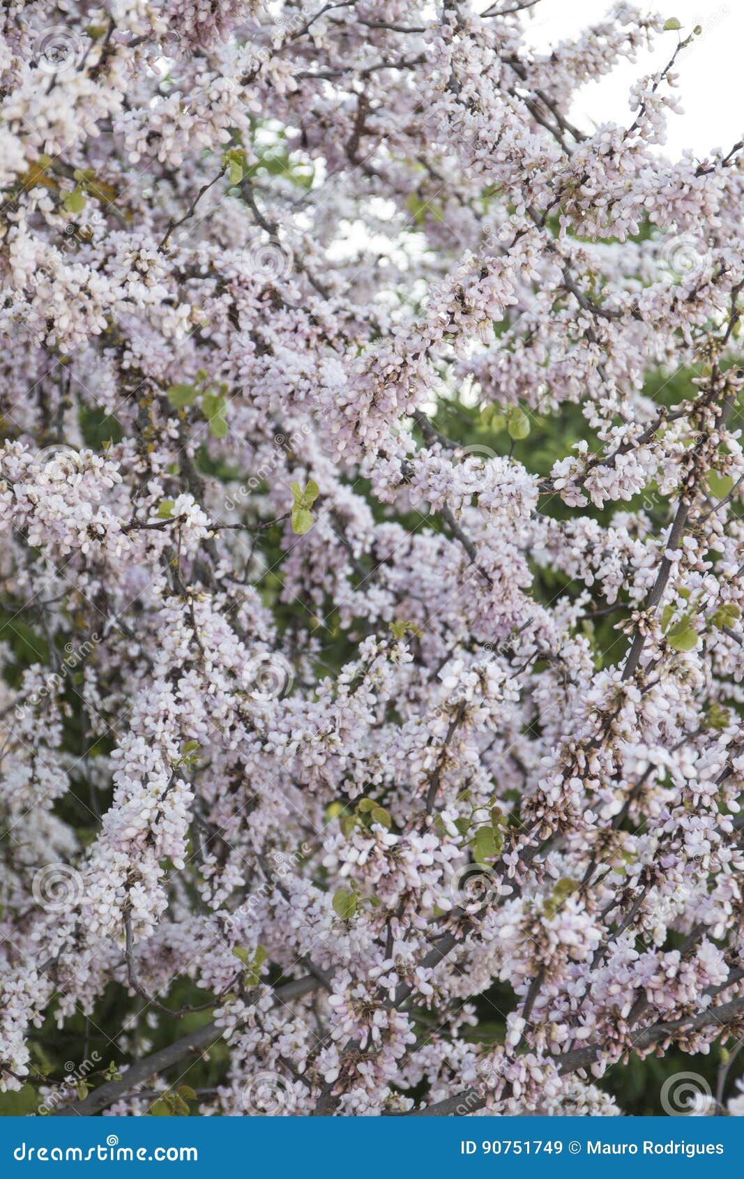 Cercis Canadensis (eastern Redbud) Tree Stock Image - Image of europe ...