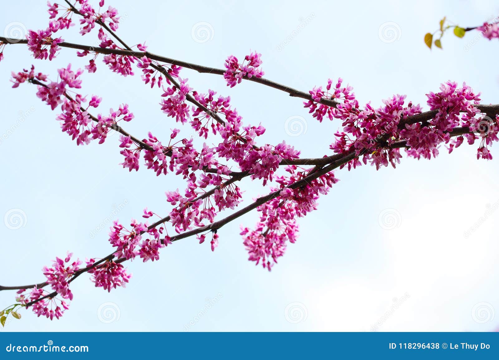 Cercis canadensis Flower stock photo. Image of floral - 118296438