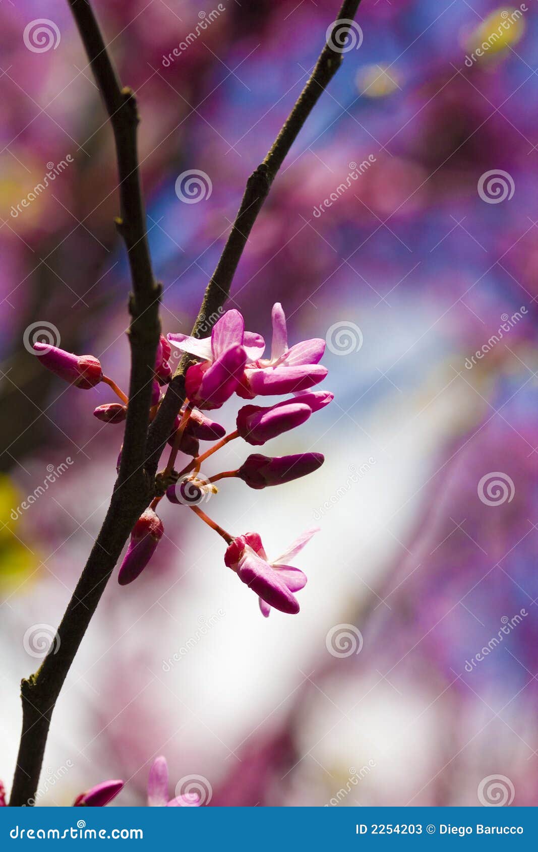 Cercis Siliquastrum, Commonly Known As The Judas Tree Or Judas-tree ...