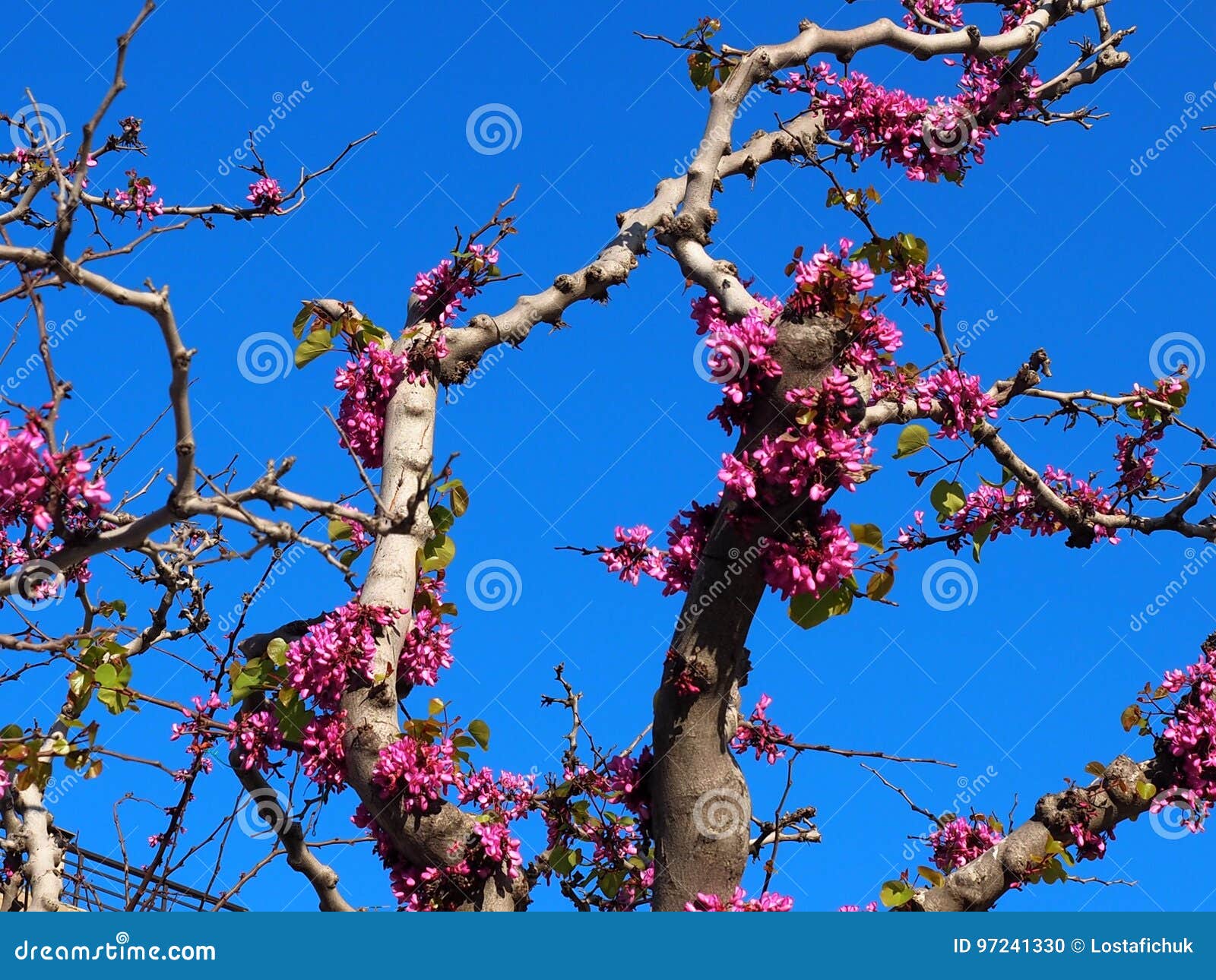 Cercis Siliquastrum or Judas Tree in Bloom on Crete Greece Stock Photo ...