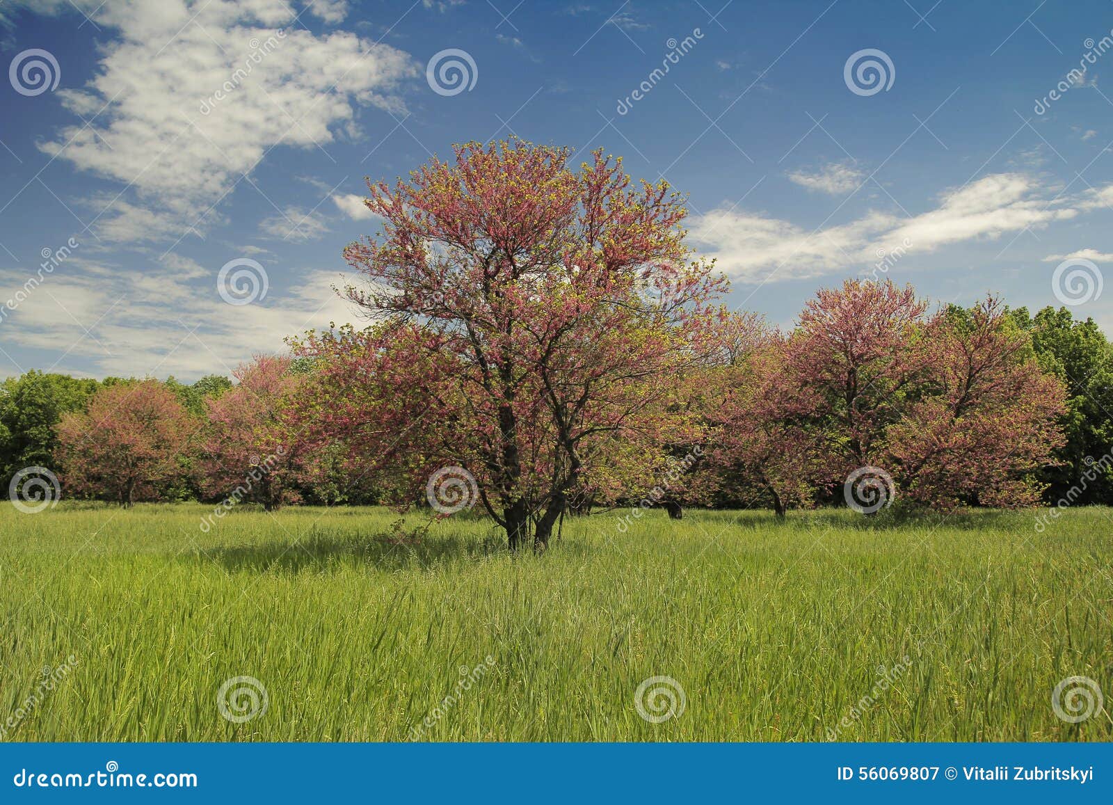 Cercis Siliquastrum, Commonly Known As The Judas Tree Or Judas-tree ...