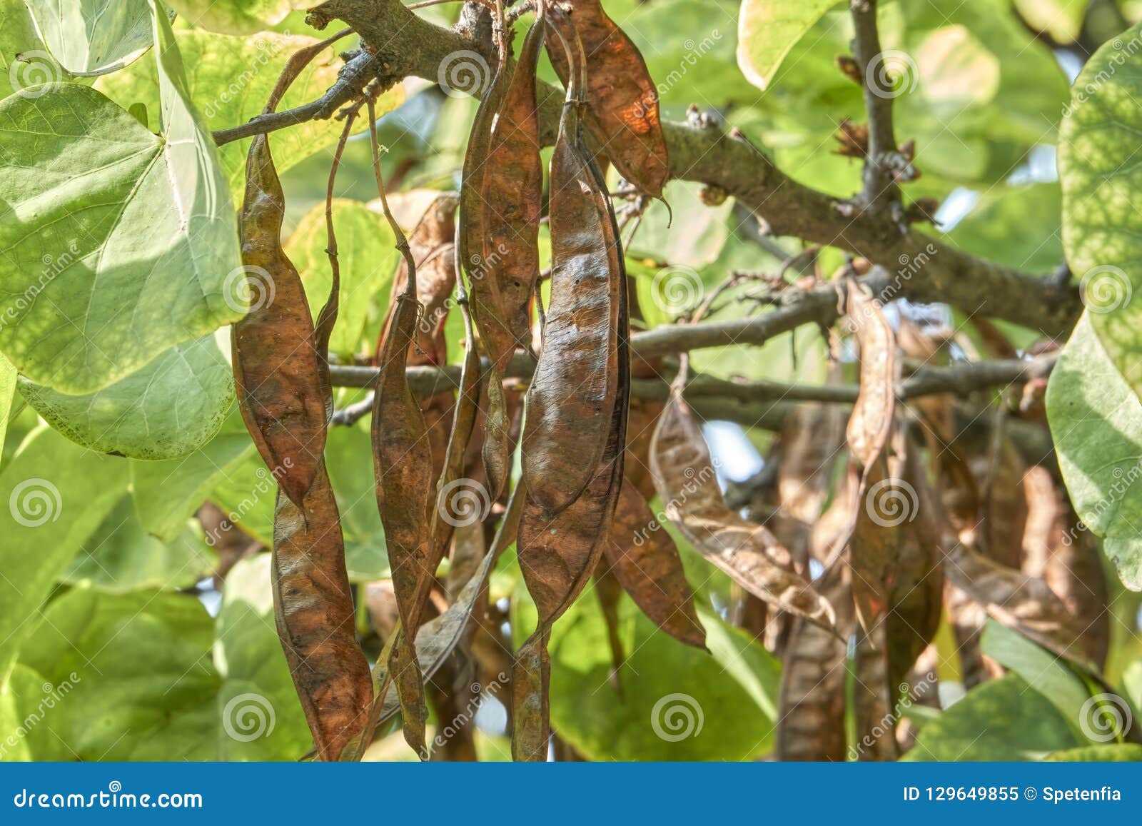 Cercis Siliquastrum Tree with Seed Stock Image - Image of season, green ...