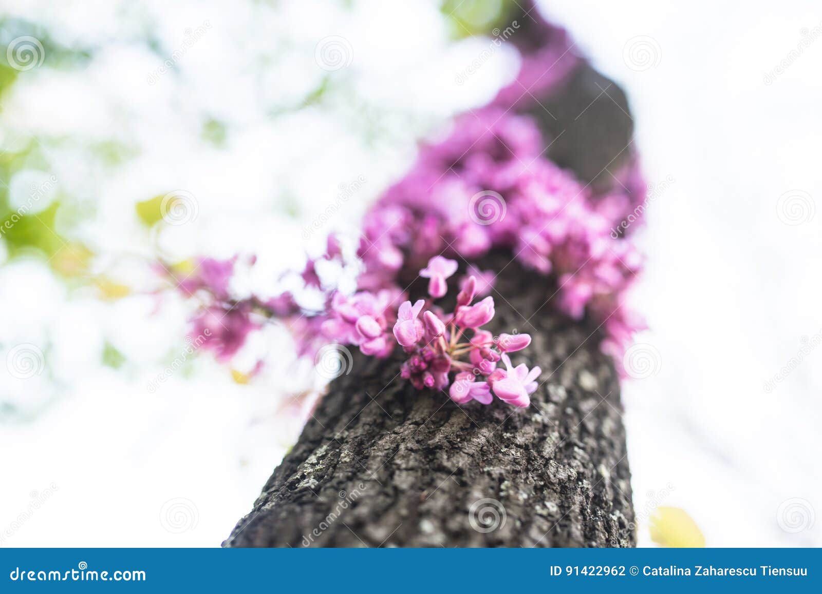 Cercis Tree in Full Blossom Stock Photo - Image of deciduous, buds ...